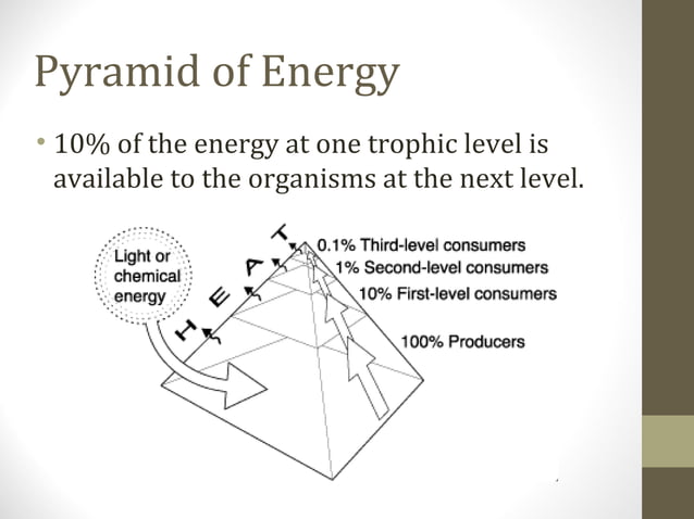 Energy Flow - Food Chains/Webs | PPT | Biological Sciences | Science