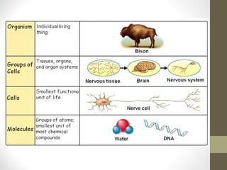 Energy Flow - Food Chains/Webs | PPT