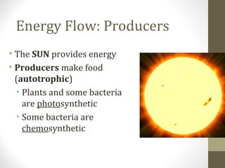 Energy Flow - Food Chains/Webs | PPT