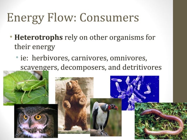 Energy Flow - Food Chains/Webs | PPT | Biological Sciences | Science