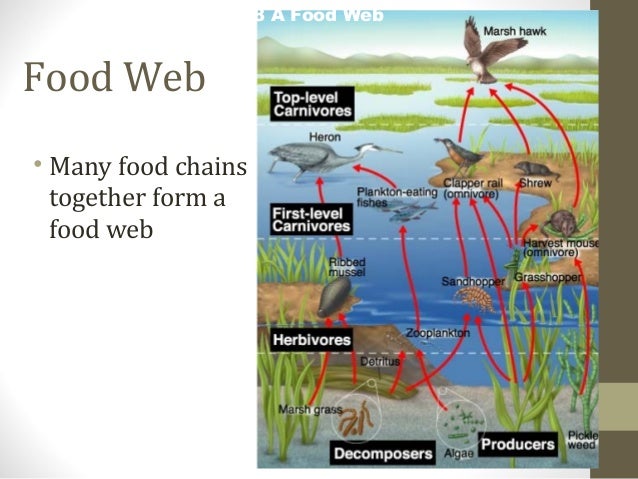 Energy Flow - Food Chains/Webs