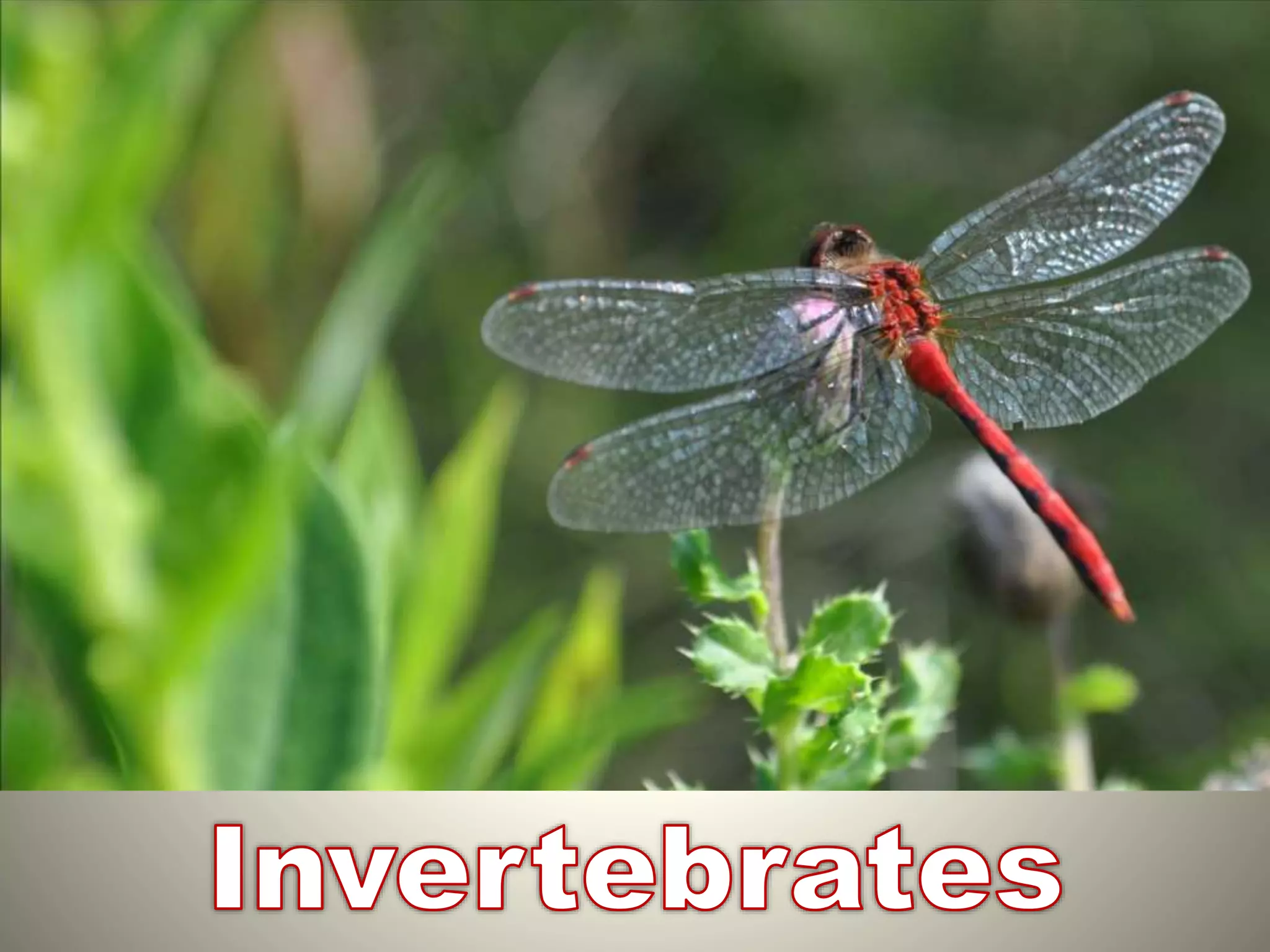 Invertebrates | PPT