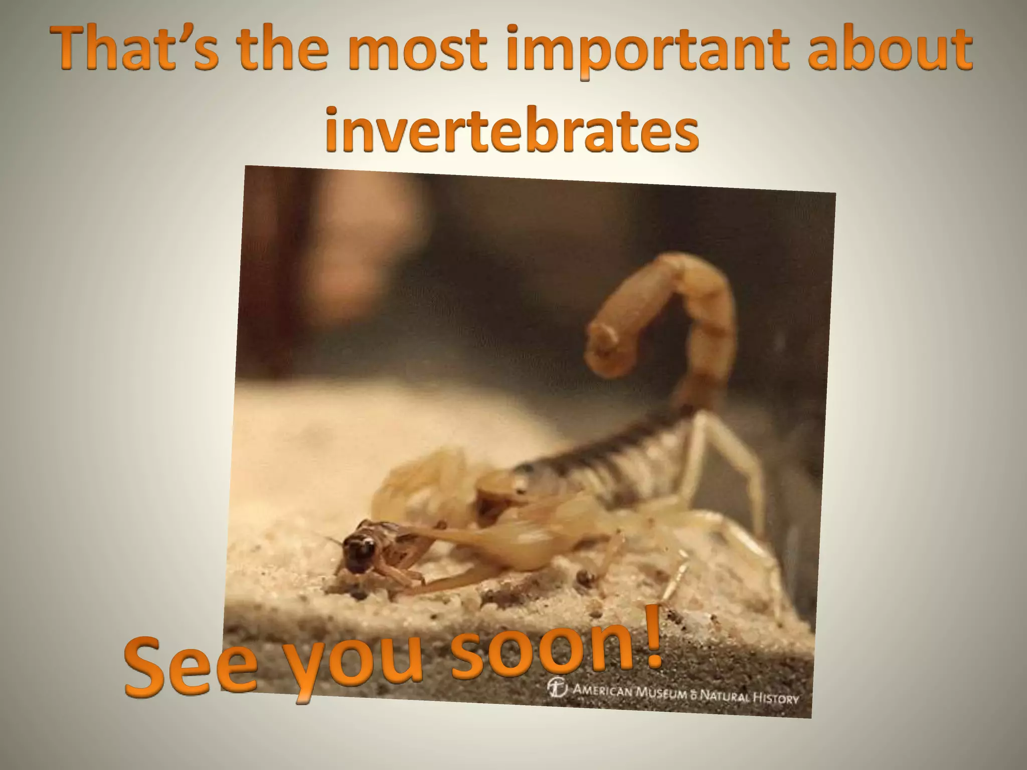 Invertebrates | PPT