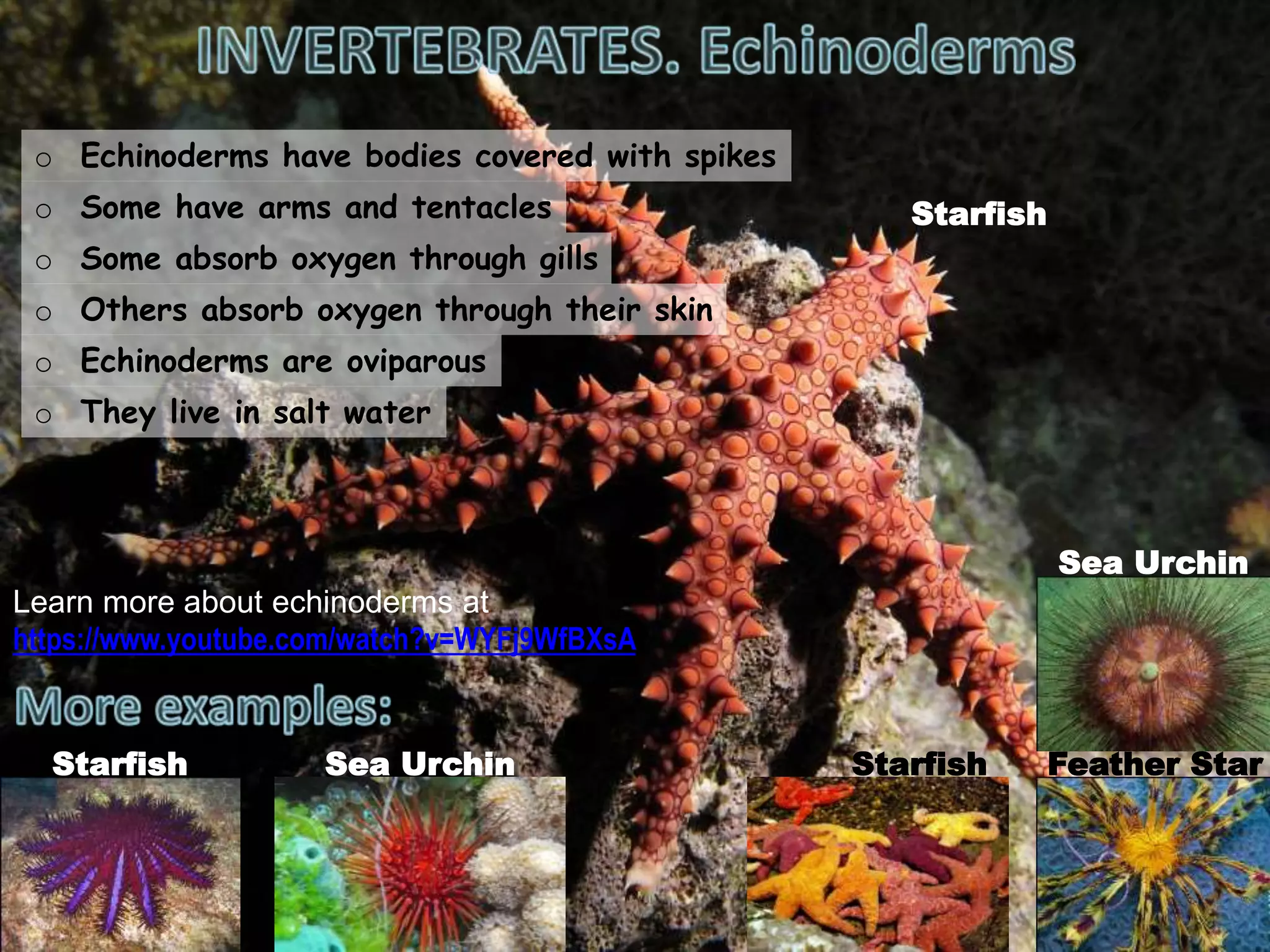 Invertebrates | PPT