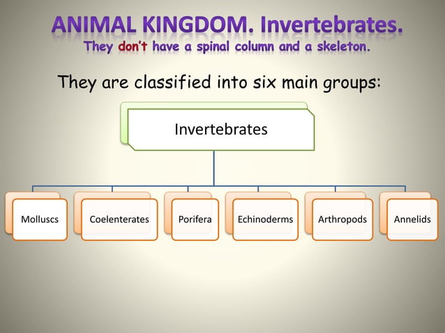 Invertebrates | PPT