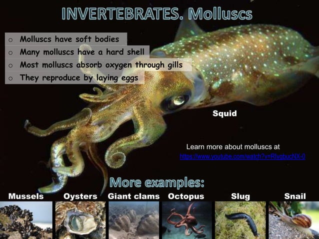 Invertebrates | PPT