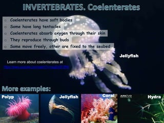 Invertebrates | PPT