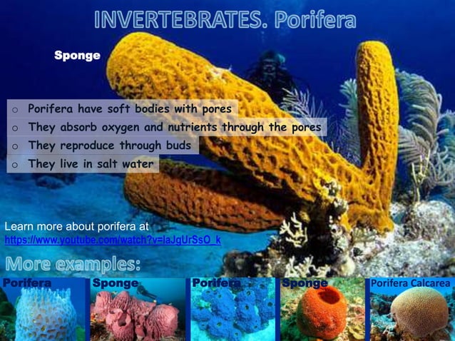 Invertebrates | PPT