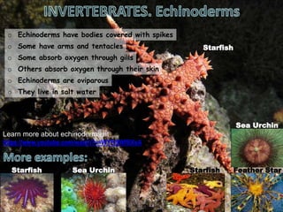 Invertebrates | PPT