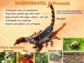 Invertebrates | PPT
