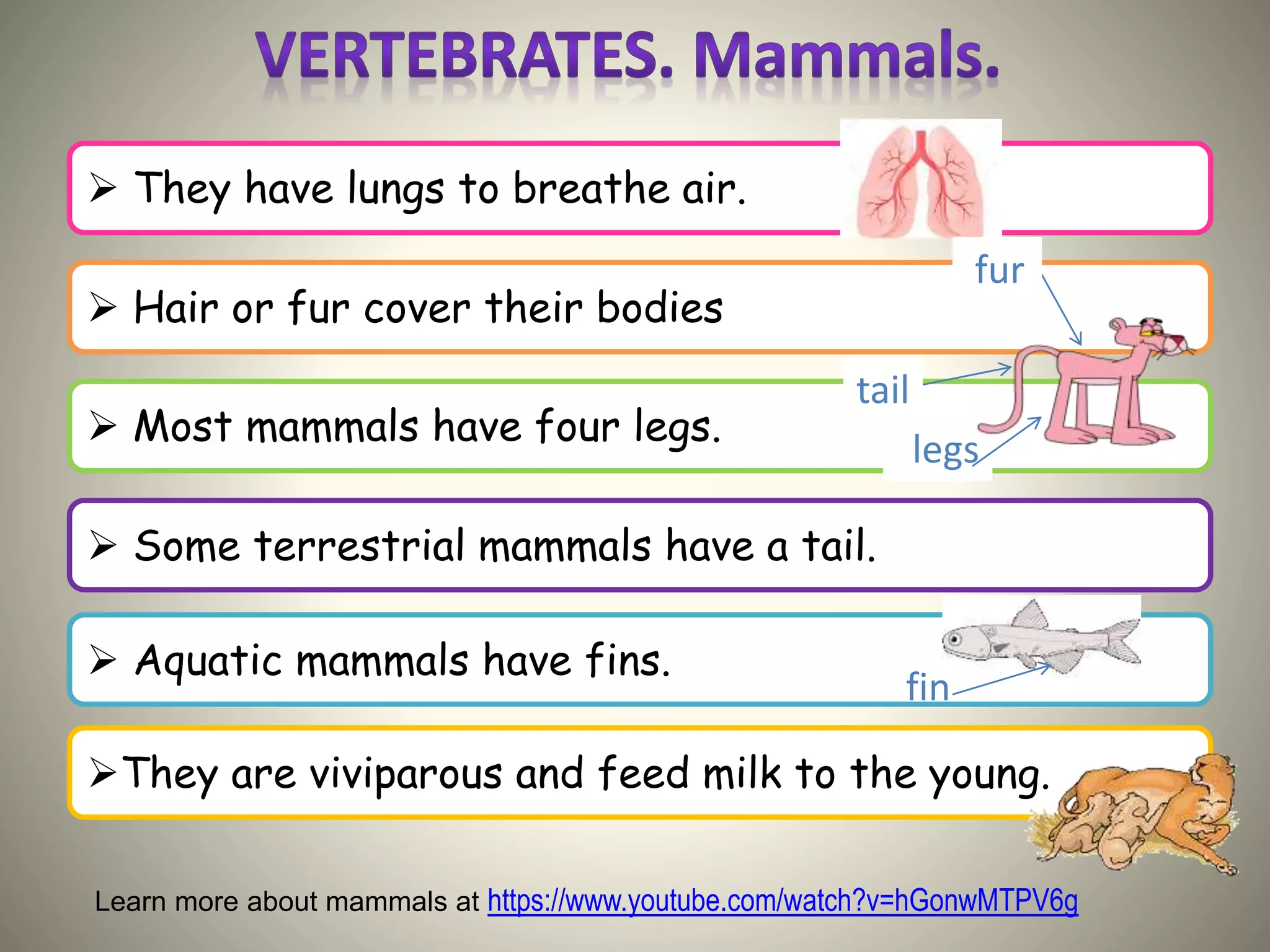 Vertebrates | PPTX