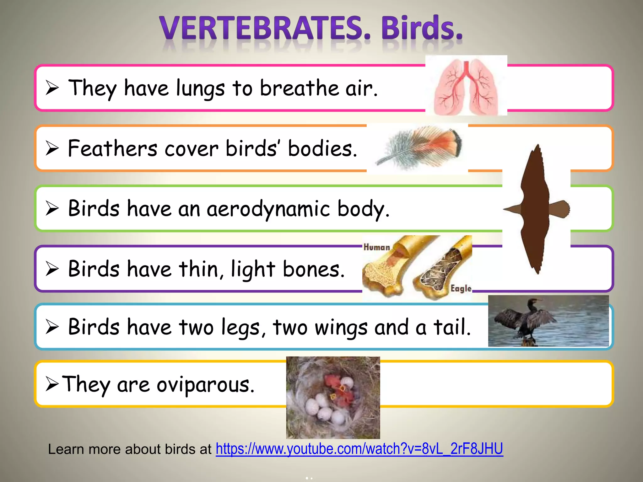 Vertebrates | PPTX