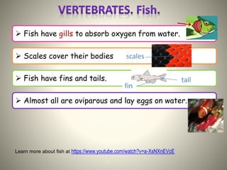 Vertebrates | PPTX
