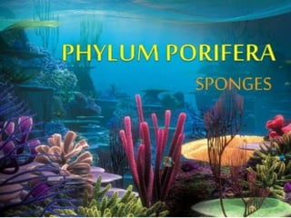 Unit 4 Phylum Porifera = invertebrate Zoology.pptx