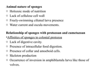 Unit 4 Phylum Porifera = invertebrate Zoology.pptx