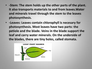 Unit 4 Plant Kingdom | PPT