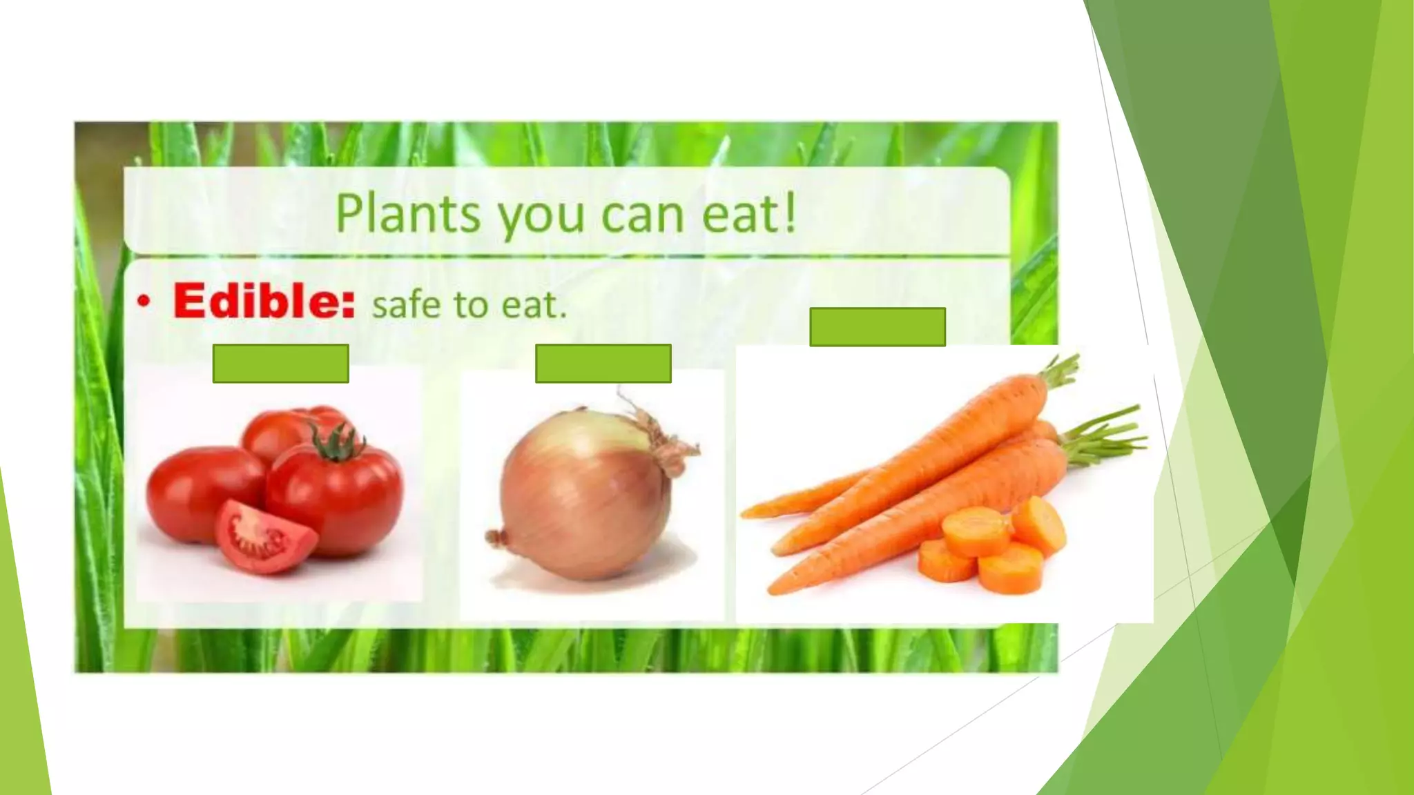 Unit 4 – plants | PPTX
