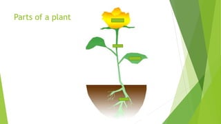Unit 4 – plants | PPTX