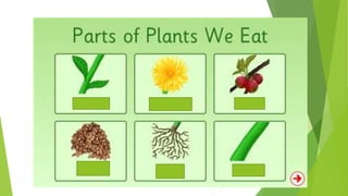 Unit 4 – plants | PPTX