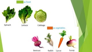 Unit 4 – plants | PPTX