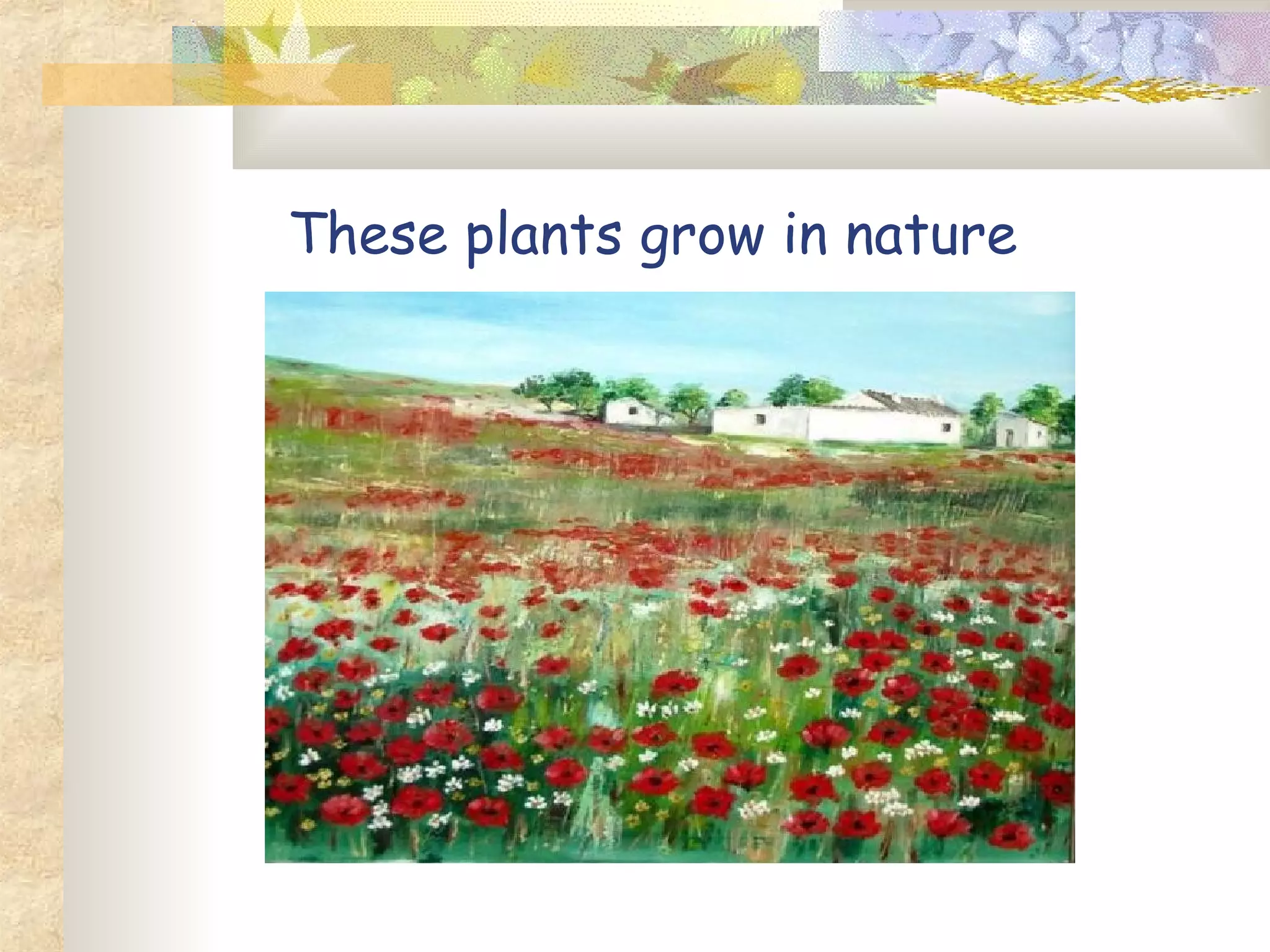 Unit 4 plants and nature mia | PPT