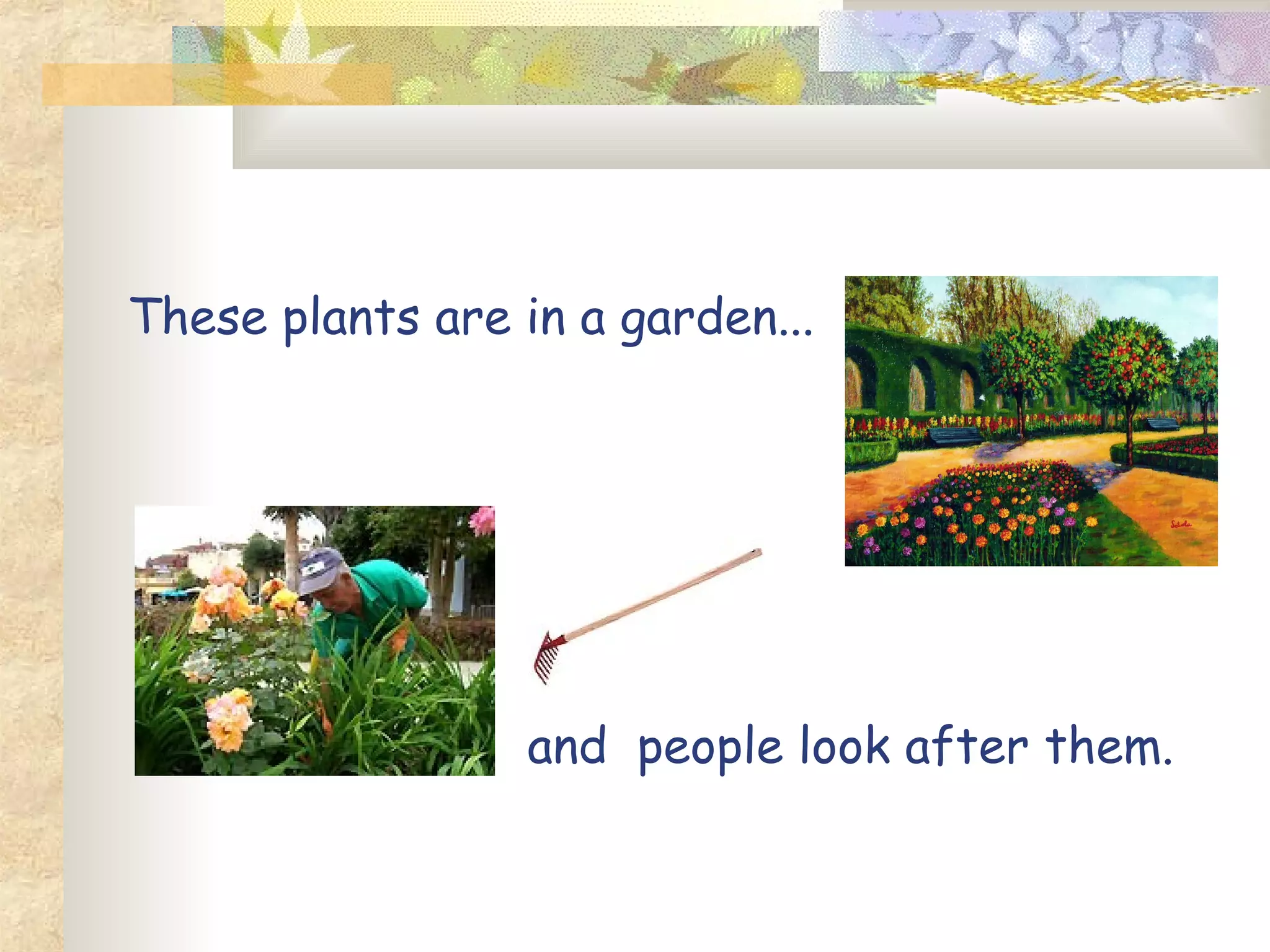 Unit 4 plants and nature mia | PPT
