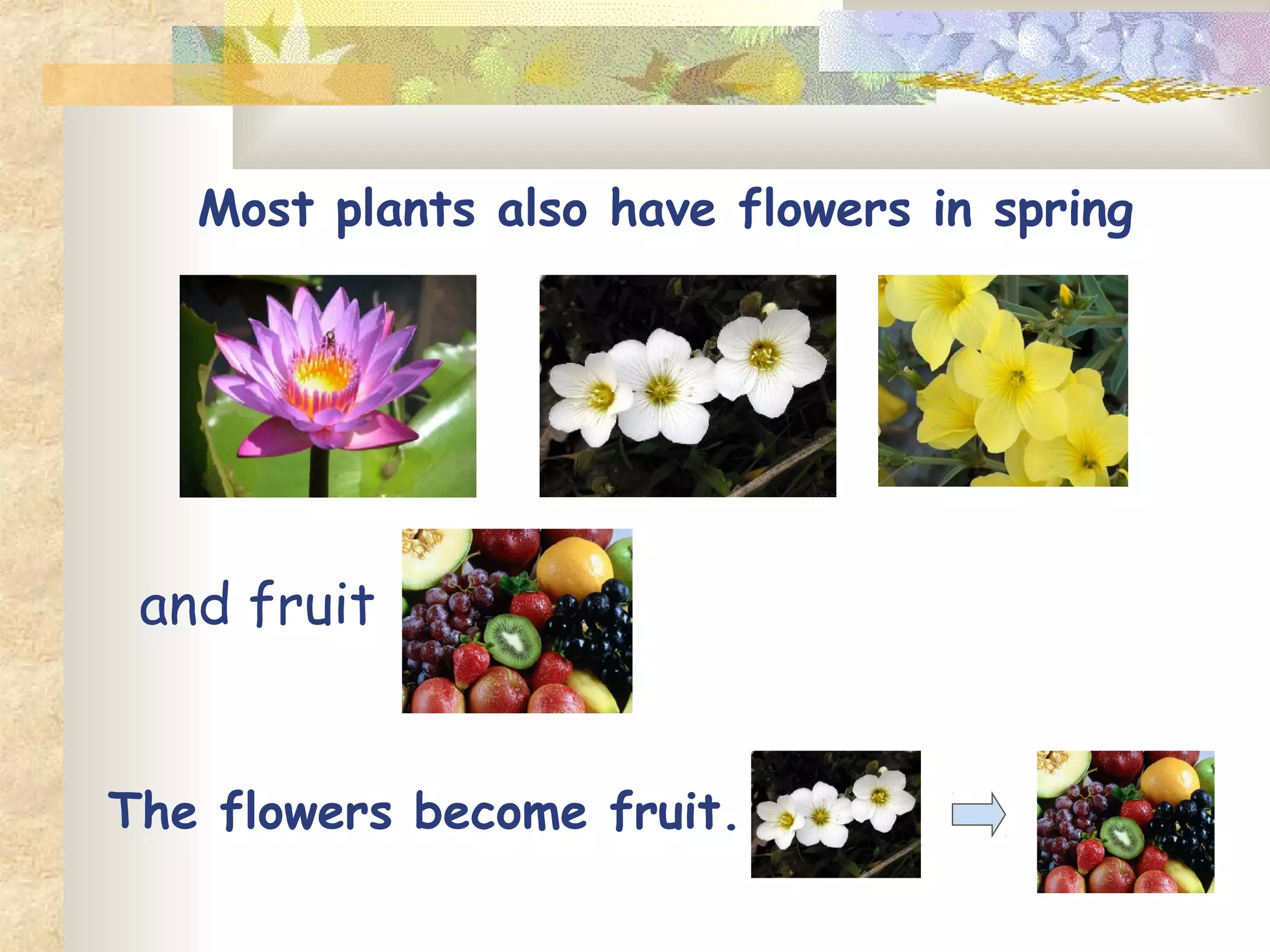 Unit 4 plants and nature mia | PPT