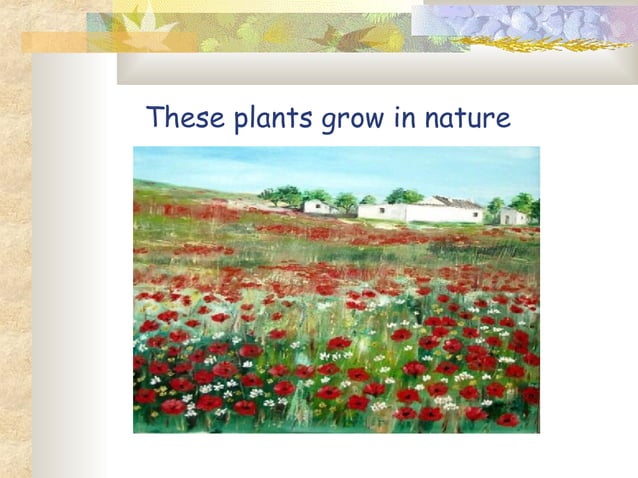 Unit 4 plants and nature mia | PPT