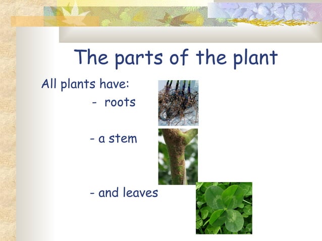 Unit 4 plants and nature mia | PPT