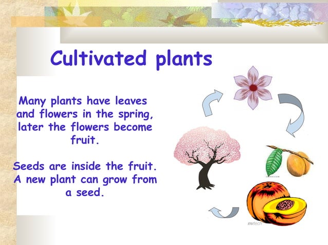 Unit 4 plants and nature mia | PPT