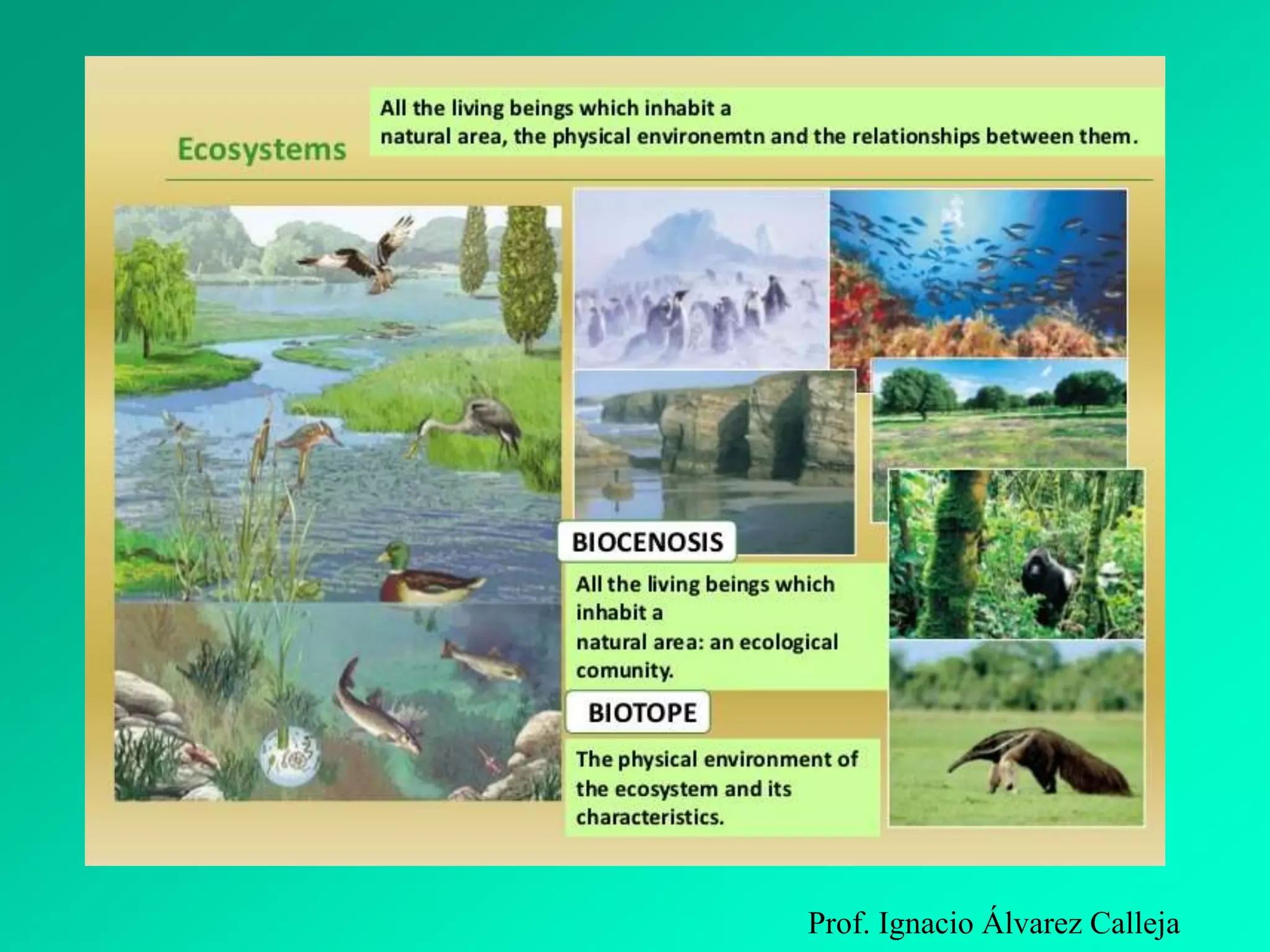 Ecosystems | PPT