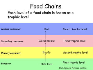 Ecosystems | PPTX | Geography | Science
