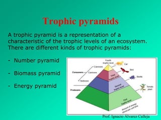 Ecosystems | PPTX | Geography | Science