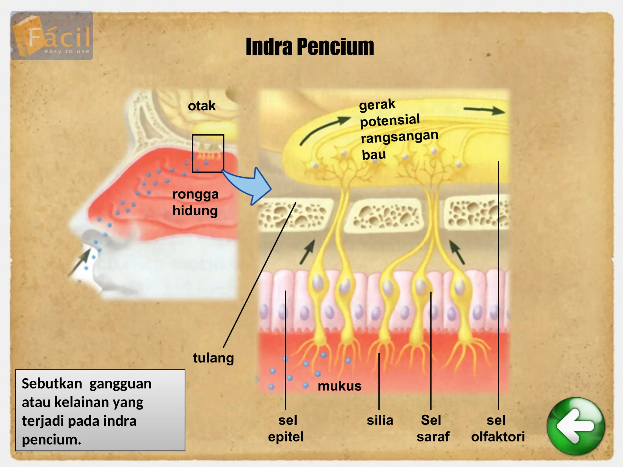 Unit 4 SISTEM INDRA.ppt ahfiuwehwhjfscsuiu | PPT