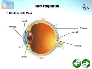 Unit 4 SISTEM INDRA.ppt ahfiuwehwhjfscsuiu | PPT