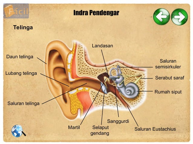 Unit 4 SISTEM INDRA.ppt ahfiuwehwhjfscsuiu | PPT