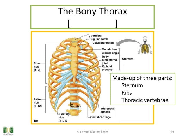 Unit 4 Skeletal System | PPT Unit 4 Skeletal System | PPT