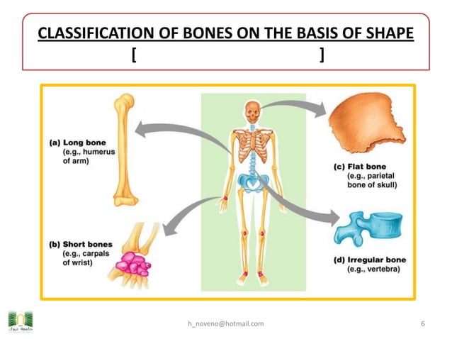 Unit 4 Skeletal System | PPT