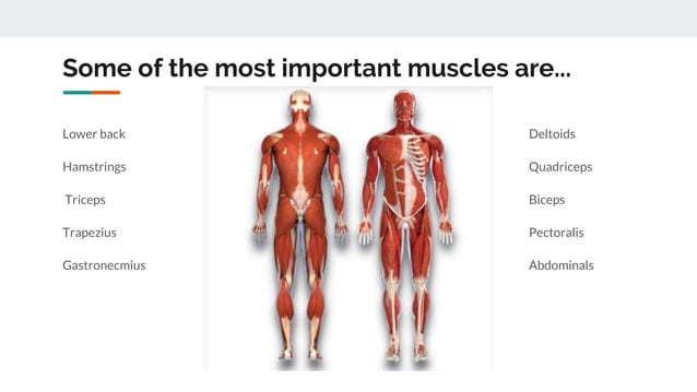 Unit 4 Strength | PPT