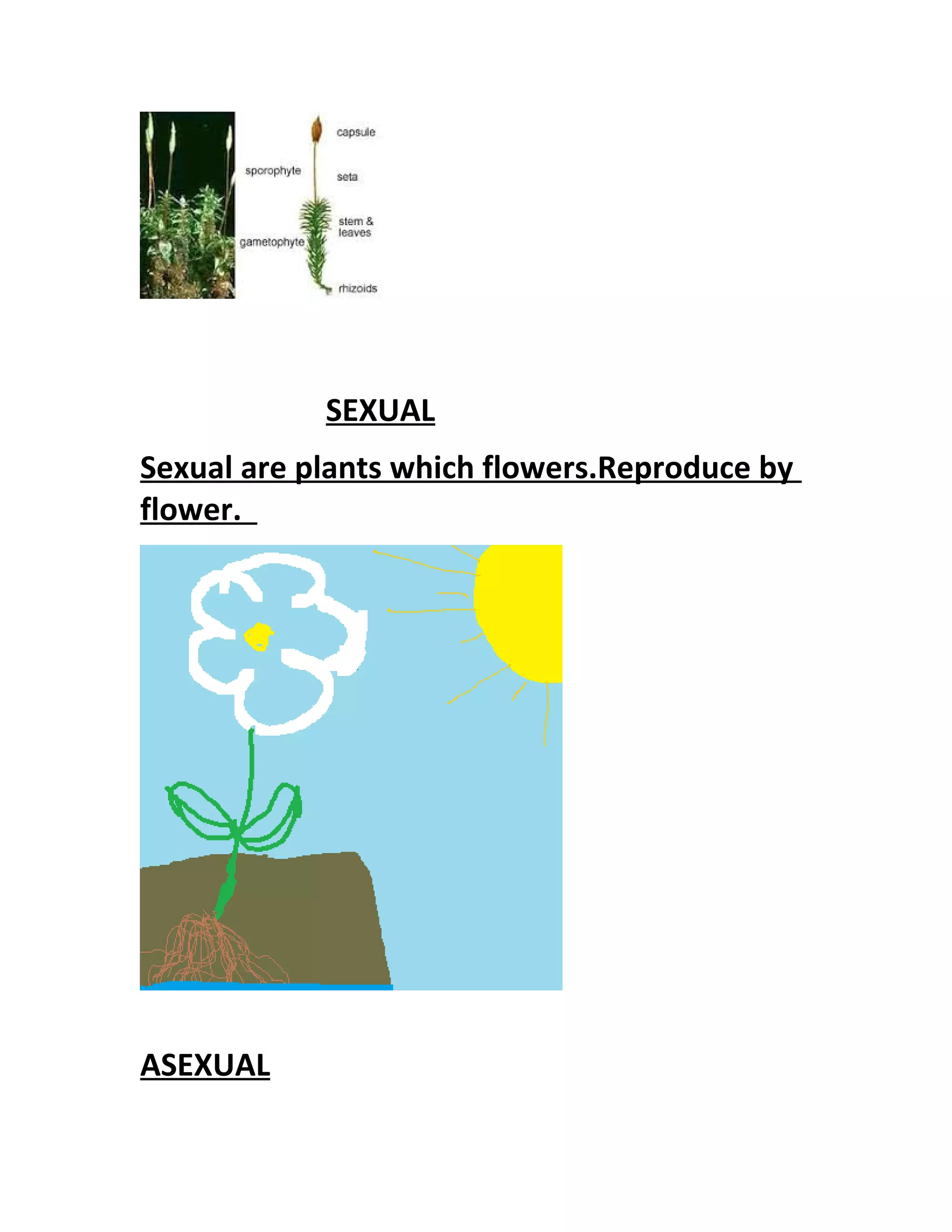 Unit 4 the plant kingdom | RTF | Gardening | Home & Garden