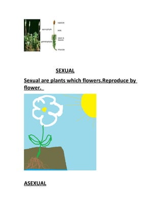 Unit 4 the plant kingdom | PDF