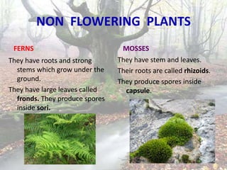 Unit 4 the plant kingdom | PPT