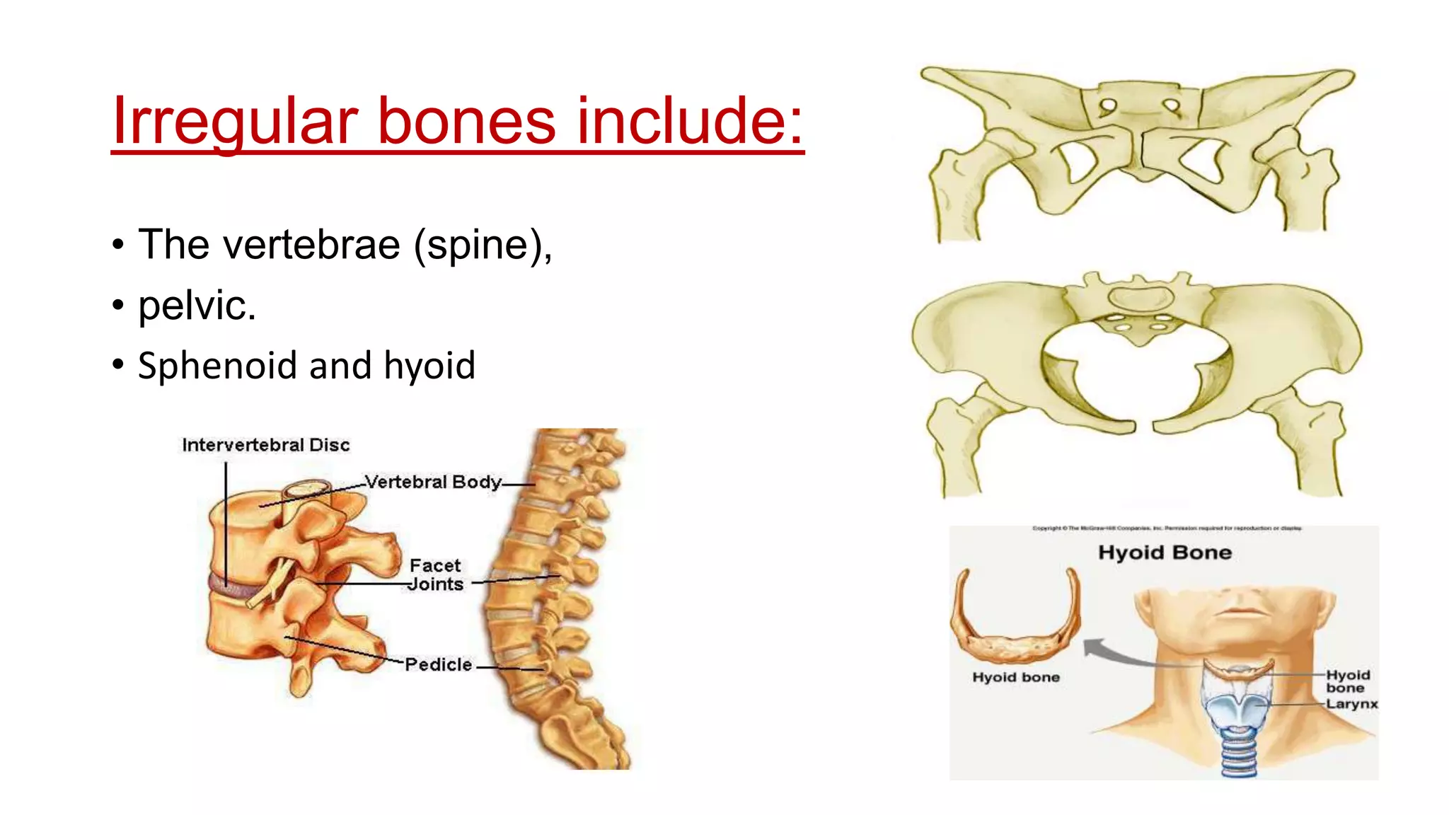 Unit 4 the skeletal system | PPTX