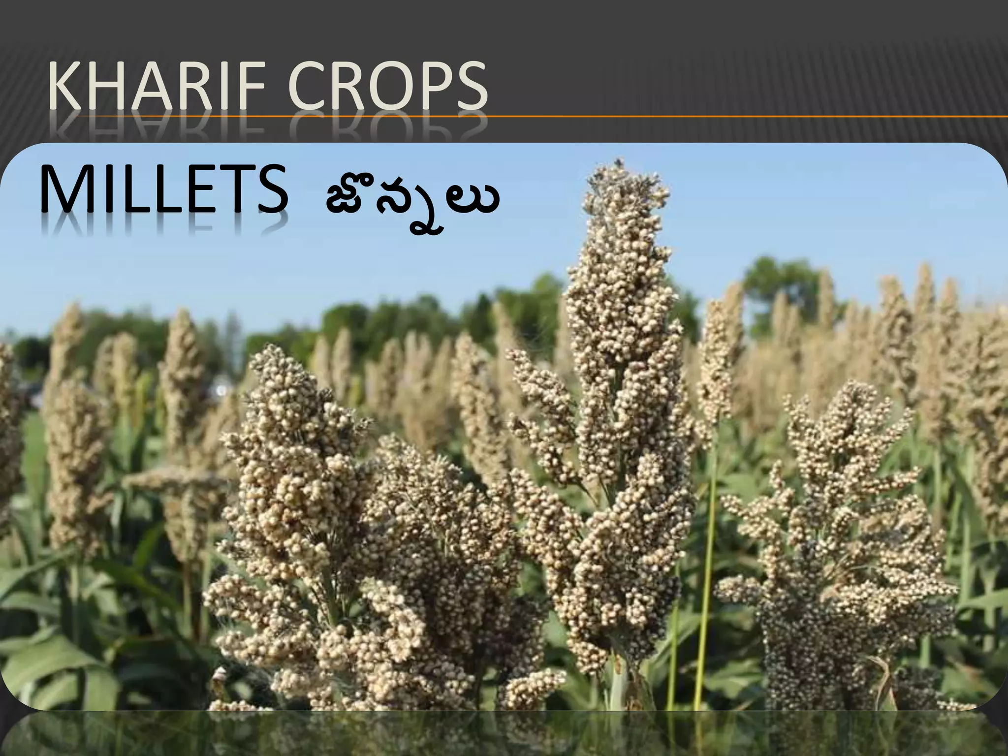 Types of crops in India | PPTX