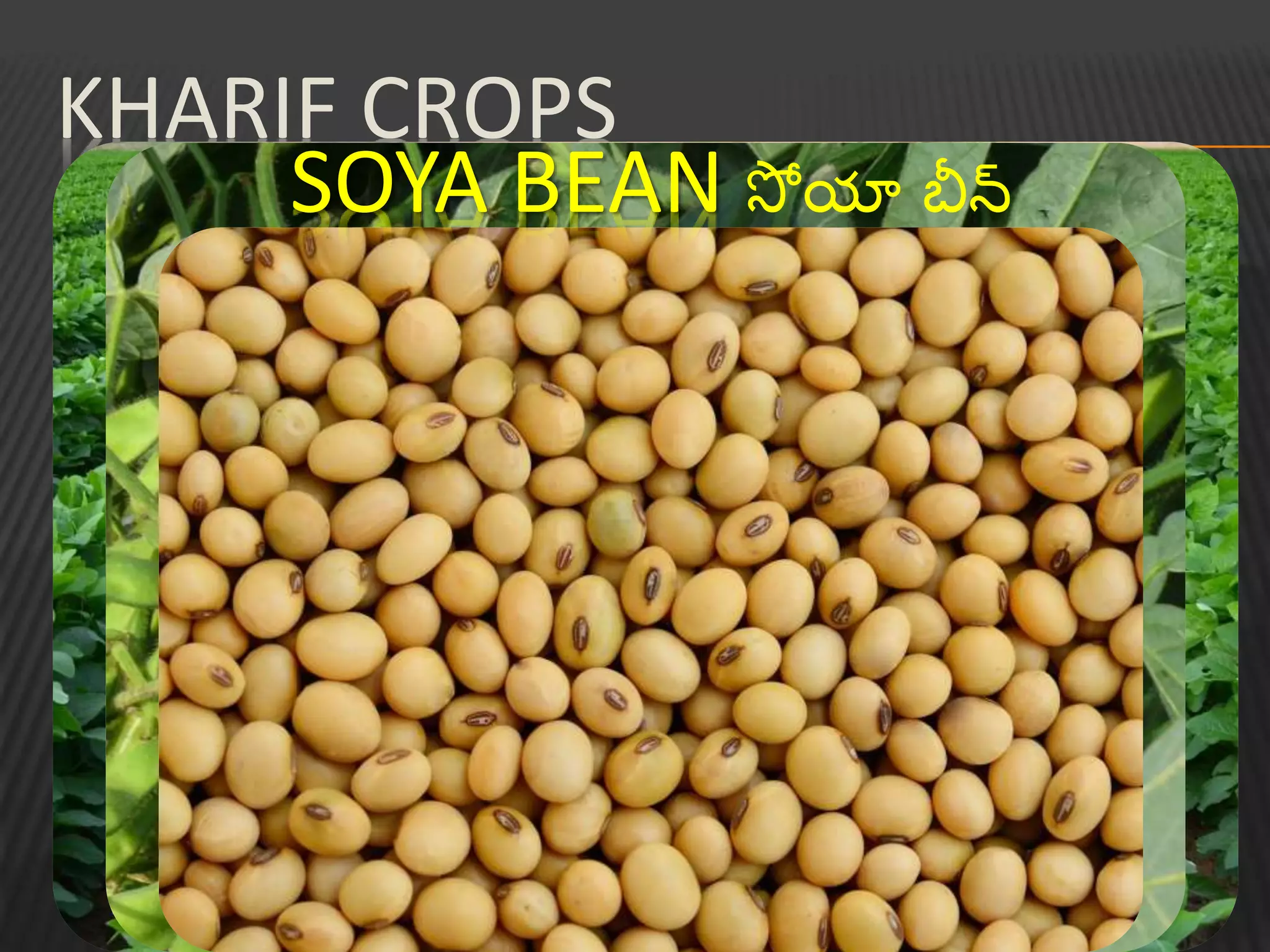 Types Of Crops In India Ppt