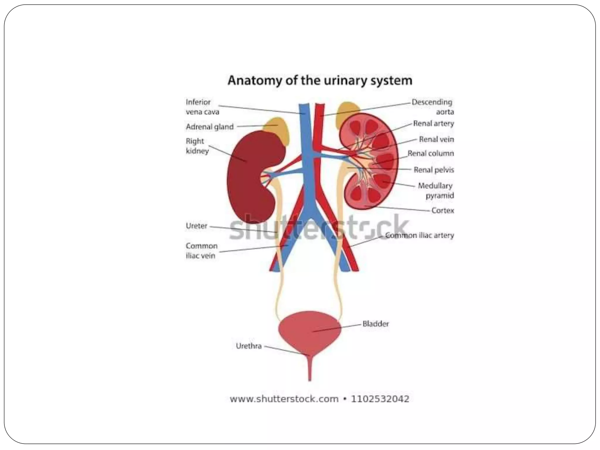Unit 4 urinary system | PPTX