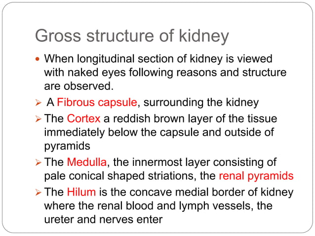 Unit 4 urinary system | PPTX