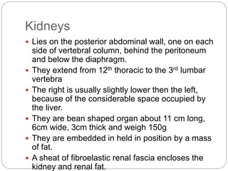 Unit 4 urinary system | PPTX