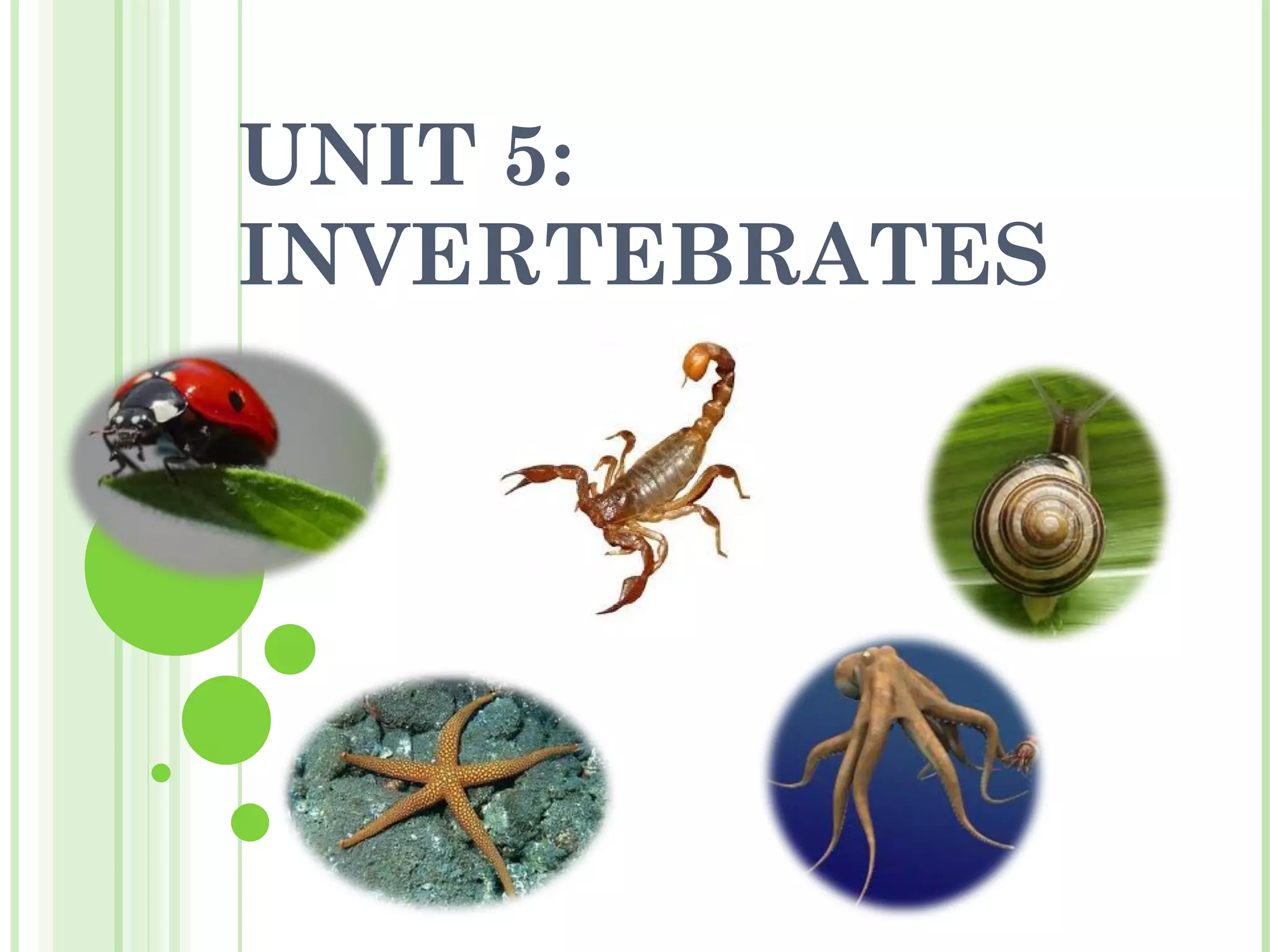 Unit 5: Invertebrates | PPT