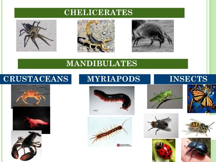 Biology of Animals & Plants - Arthropods